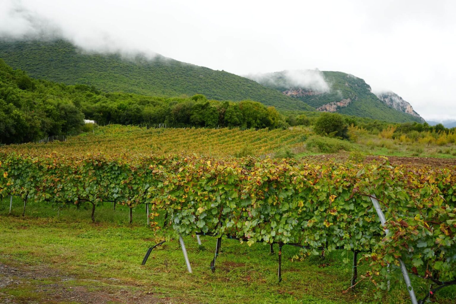 Noble Wines
